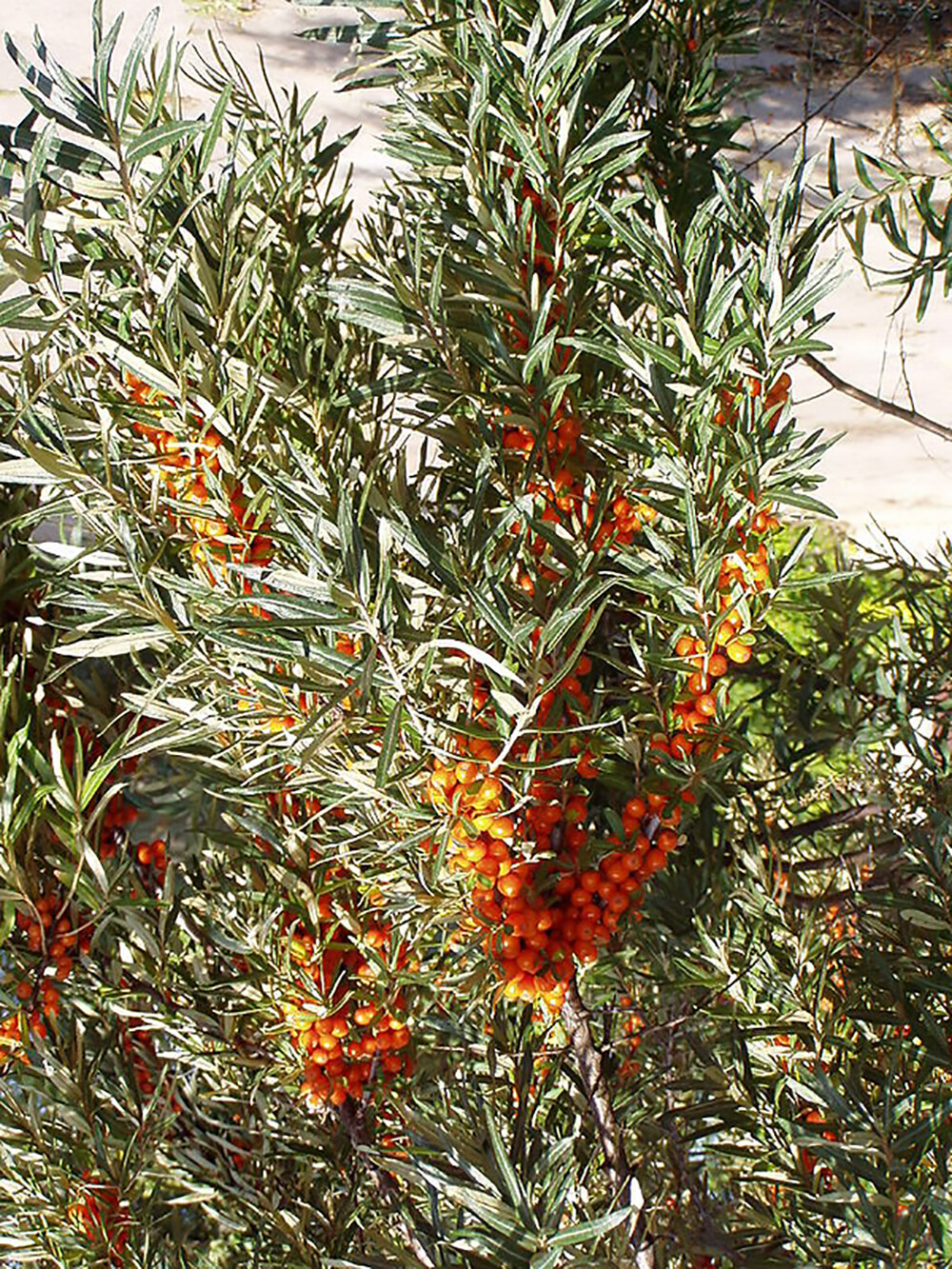 Sea Buckthorn, Hippophae Rhamnoides, Shrub Seeds (Edible, Hardy, Easy ...