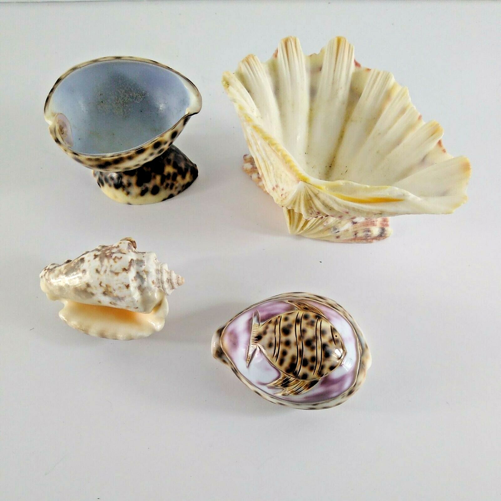 Seashell Art Lot Carved Cowry Leopard Spot Conch Magnet Trinket Dishes ...
