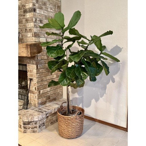 Ficus Lyrata Fiddle Leaf Fig Standard Indoor Plant in 14 in. Grower's ...