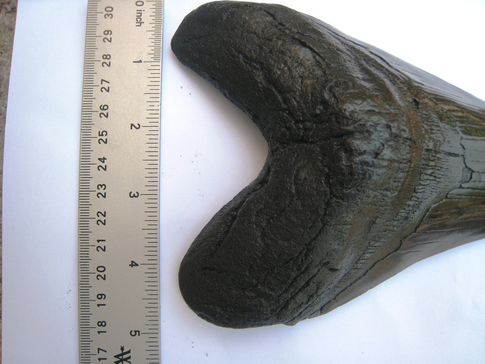 7 INCH LONG MEGALODON TOOTH REPLICA BIG FOSSIL GIANT RELIC TEETH HUGE ...