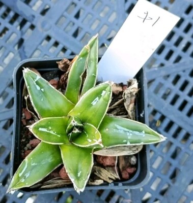 Agave Victoriae Reginae SNOW PRINCESS 8cm diameter roughly succulent ...