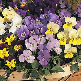 Viola Sorbet XP Mix 1,000 seeds | eBay