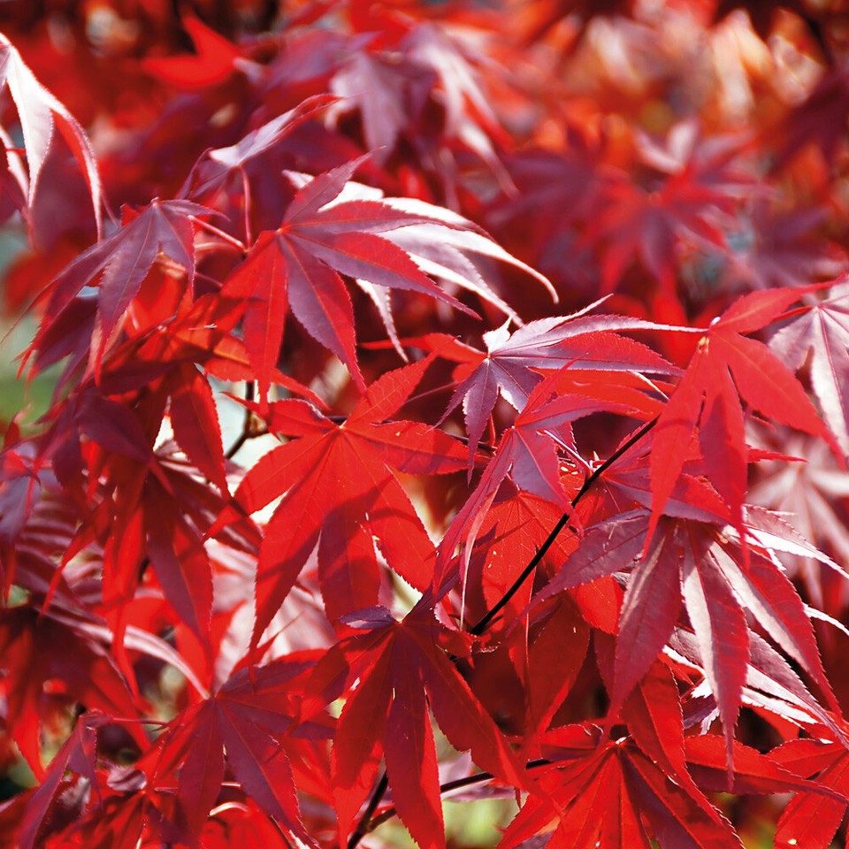 Acer Palmatum 'Osakazuki' Hardy Garden Deciduous Tree 1 or 2 x 7cm Pot ...