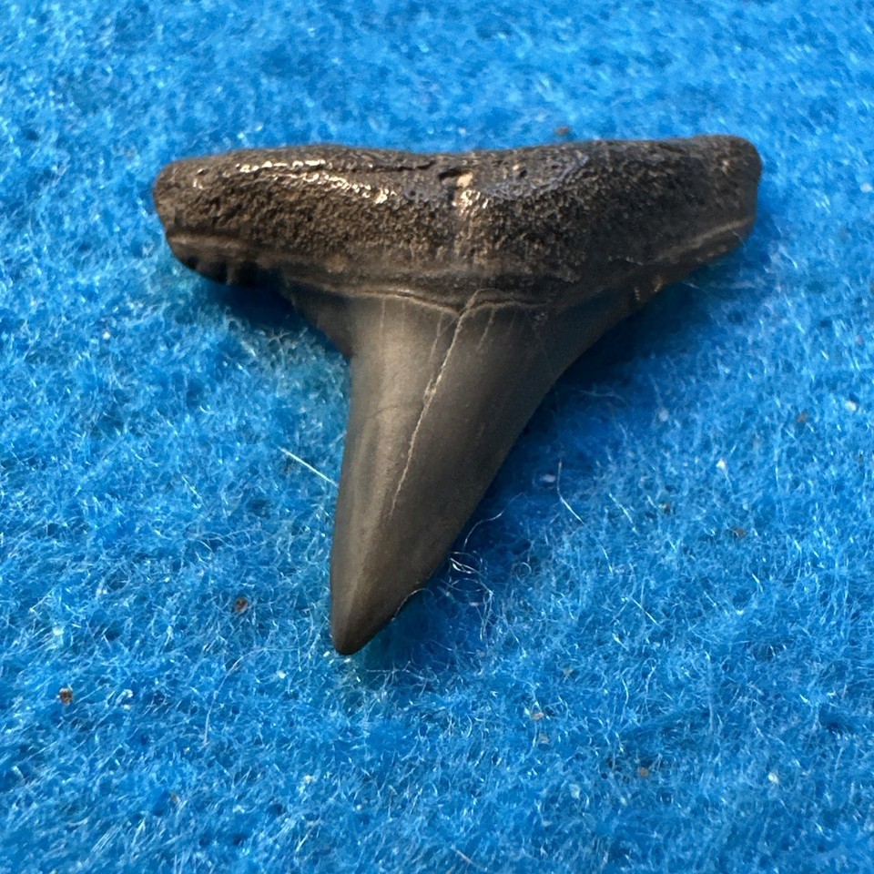 Lemon Shark Tooth Fossil in a Great Display Case | eBay