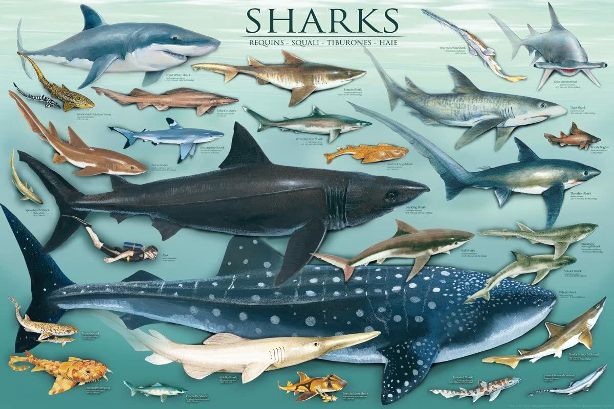Requiem Shark Chart In Graphic Detail: Sharks In Parks | Hakai
