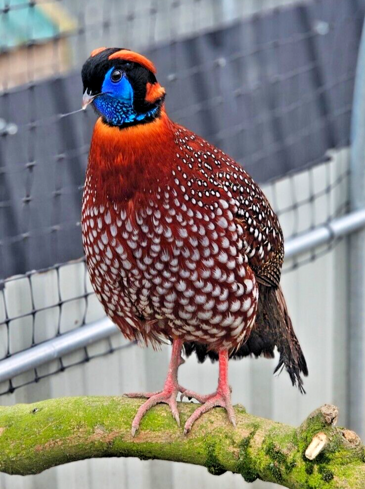 Tragopan Pheasant Temmincks Tragopan Pheasant Juvenile Pair