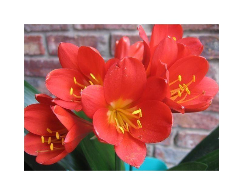 1x Clivia miniata Perfecta Red Like Japie Red Pflanzen - Samen / Bulbs ...