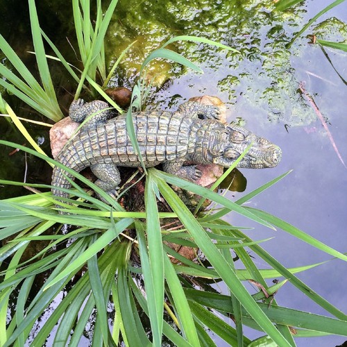 Alligator Sculpture Realistic Statue Lifelike Gator Yard Pool Garden ...