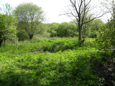 Photo 6x4 Great Bookham Common Little Bookham Clearing in the damp ...