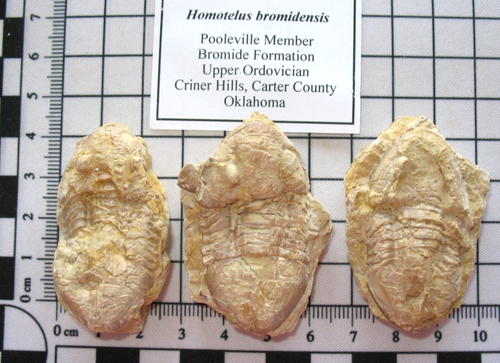 Ordovician Homotelus bromidensis trilobite fossil Bromide Formation ...