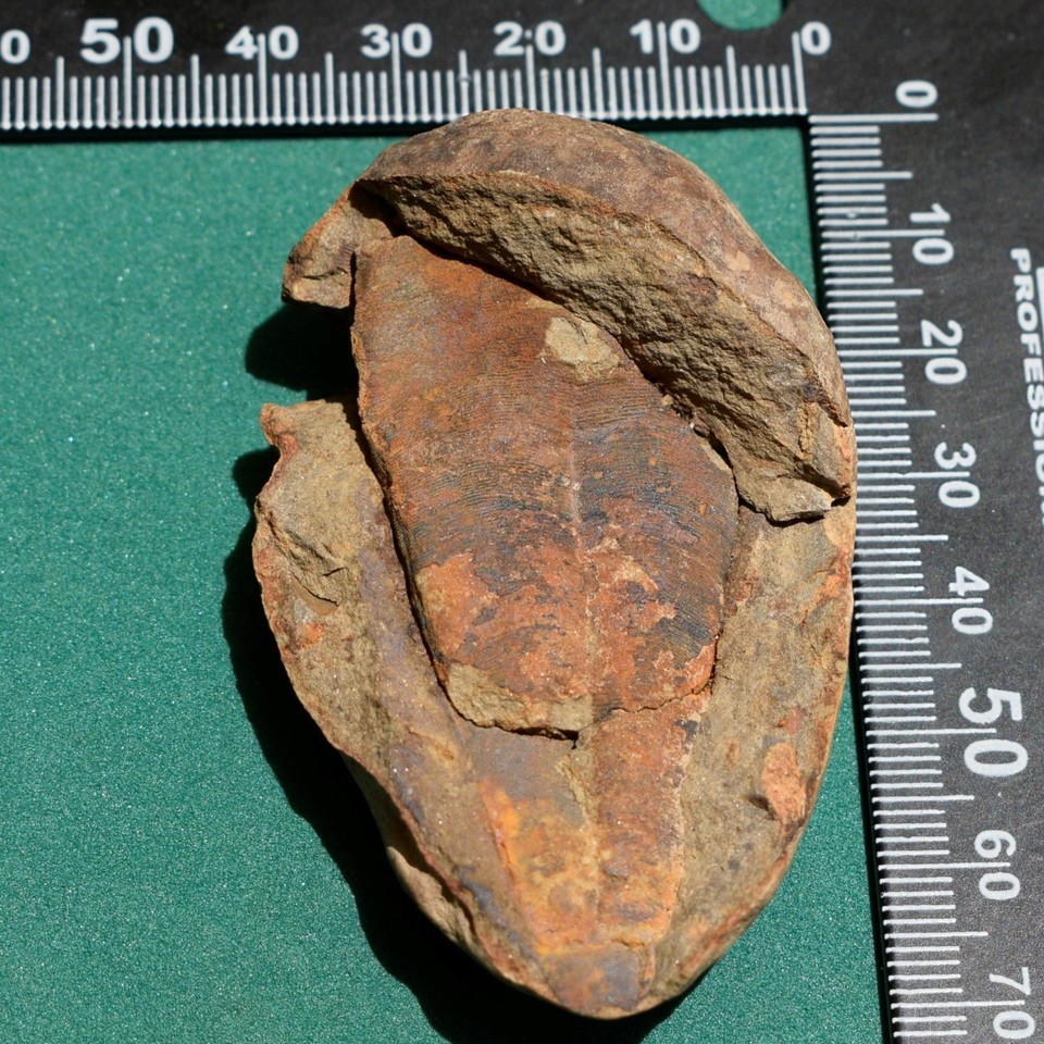 Rare Conulariid Fossil – Devonian Conularia – Bolivia Paleozoic ...