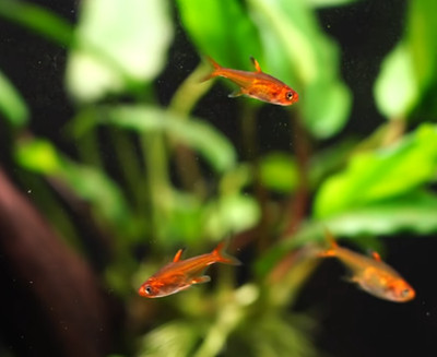 6 Ember Tetras (Hyphessobrycon amandae) US Seller. Live Delivery ...