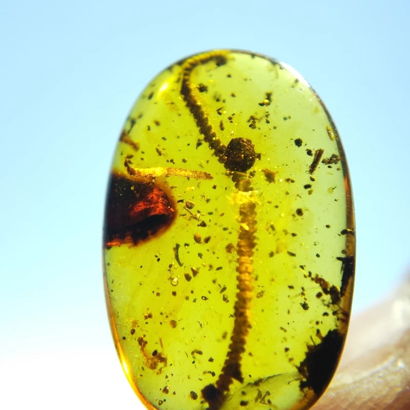 Burma's natural amber insect amber from the Cretaceous period Insect ...