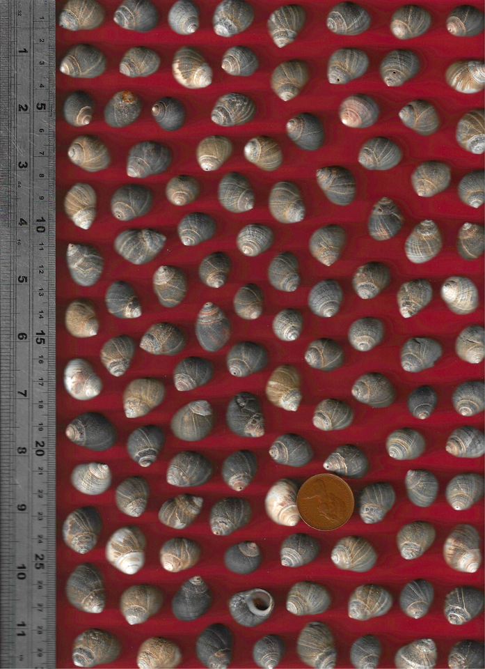 114 Well Worn UK NORTH SEA Scottish COMMON PERIWINKLE sea shells 216g ...