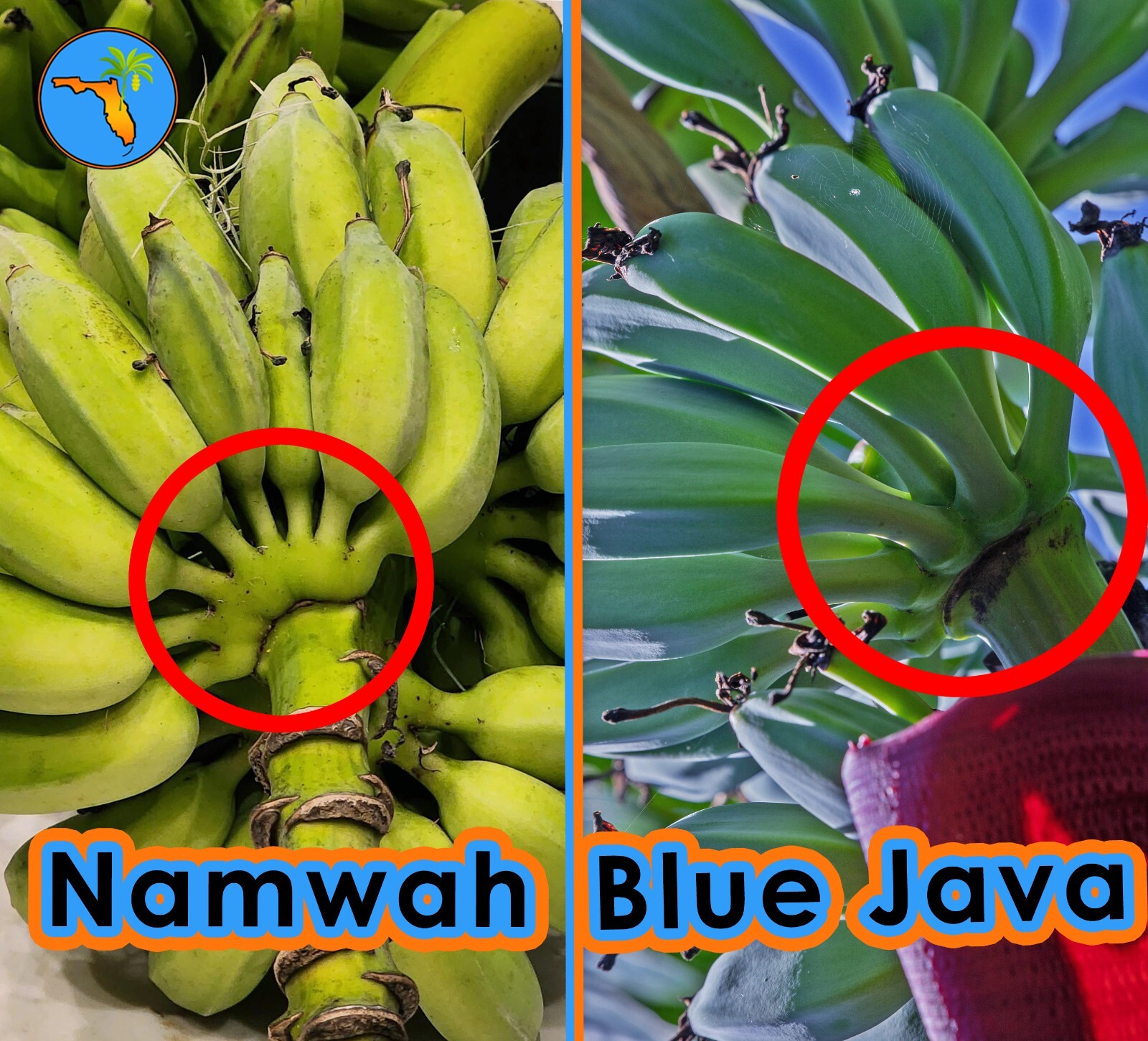 Blue Java banana plant. Real deal (true-to-type, not Namwah) Makes blue ...