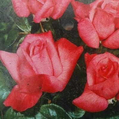 Montezuma Hybrid Tea 5 gal Orange Pink Live Bush Plants Shrub Plant ...