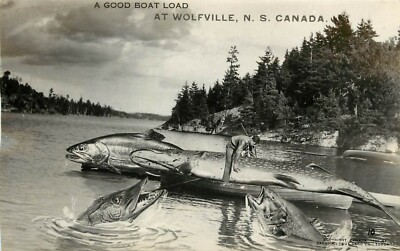Fishing Exaggeration RPPC; Good Boat Load Huge Fish Wolfville NS Canada ...