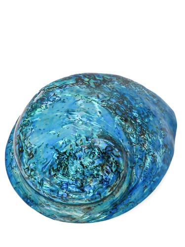 Jumbo Abalone Shell Polished and Dyed Turquoise Blue | eBay