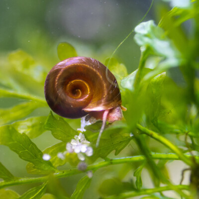 8 Brown Black Leopard Ramshorn Snails Live Freshwater Snail Aquarium ...