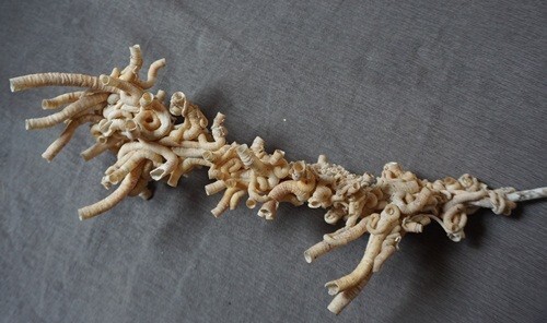 Serpulorbis roussaei 330 mm F+++ 13 inches LONG size WORM SHELL specimen WOW!! | eBay