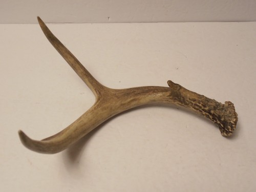 10" 2 POINT DEER ANTLER SMOOTH CONDITION | eBay