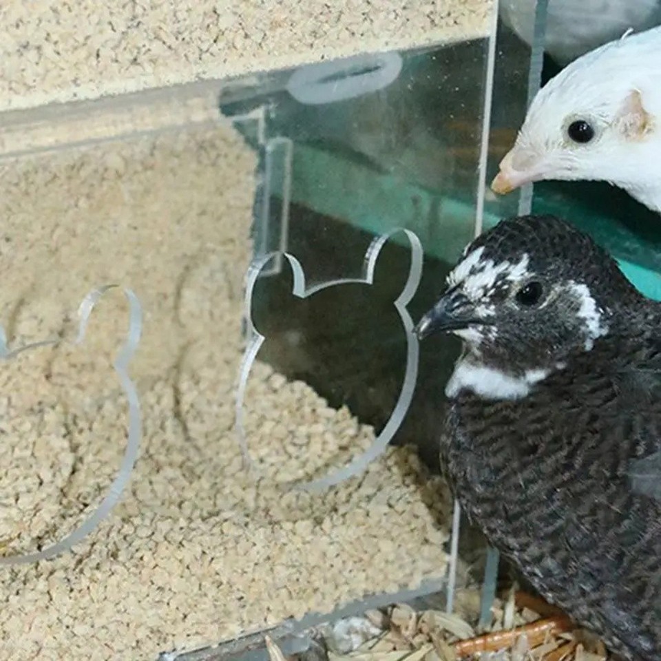 Parrot Feeder Box Acrylic Feeding Container No-Mess Multihole Food ...