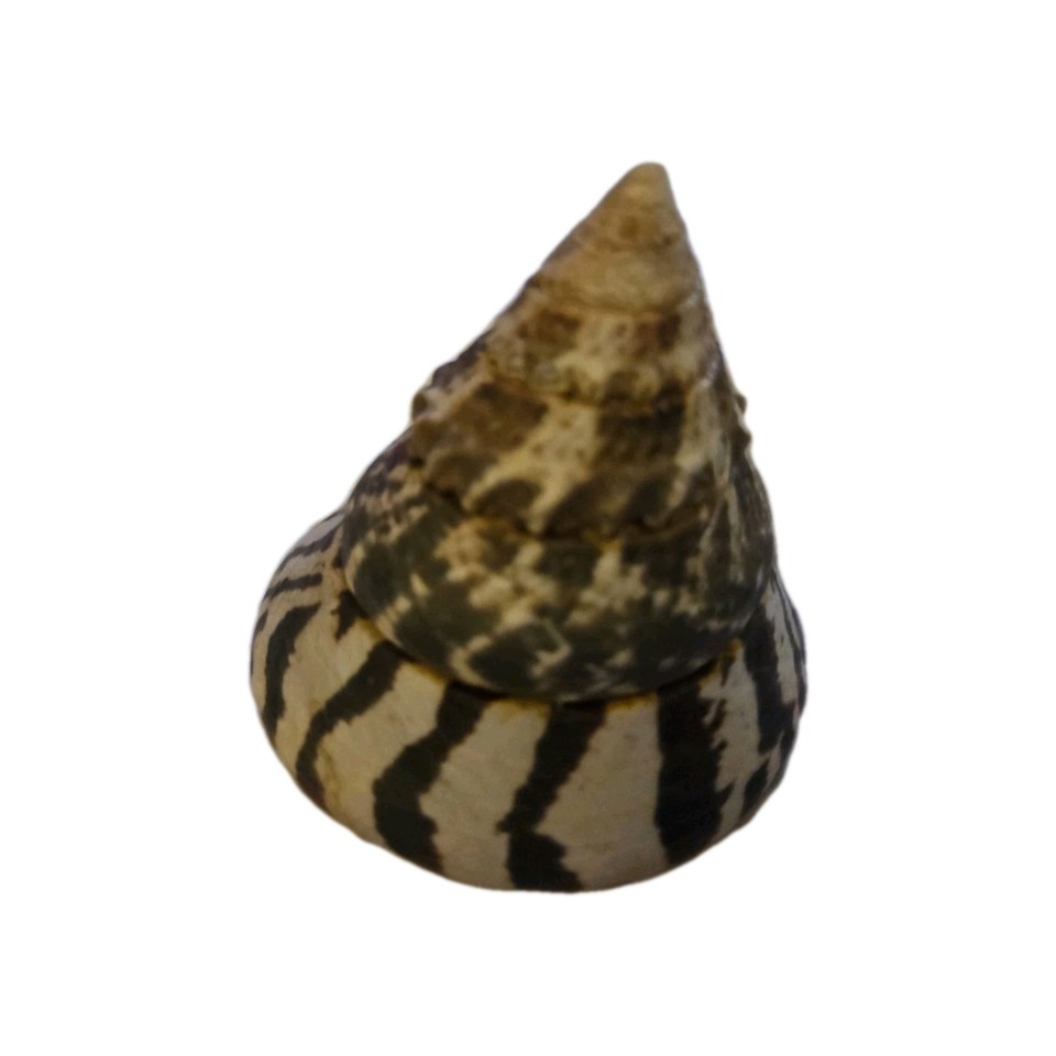 Natural Trochus Niloticus sea snail shell beach ocean decor | eBay