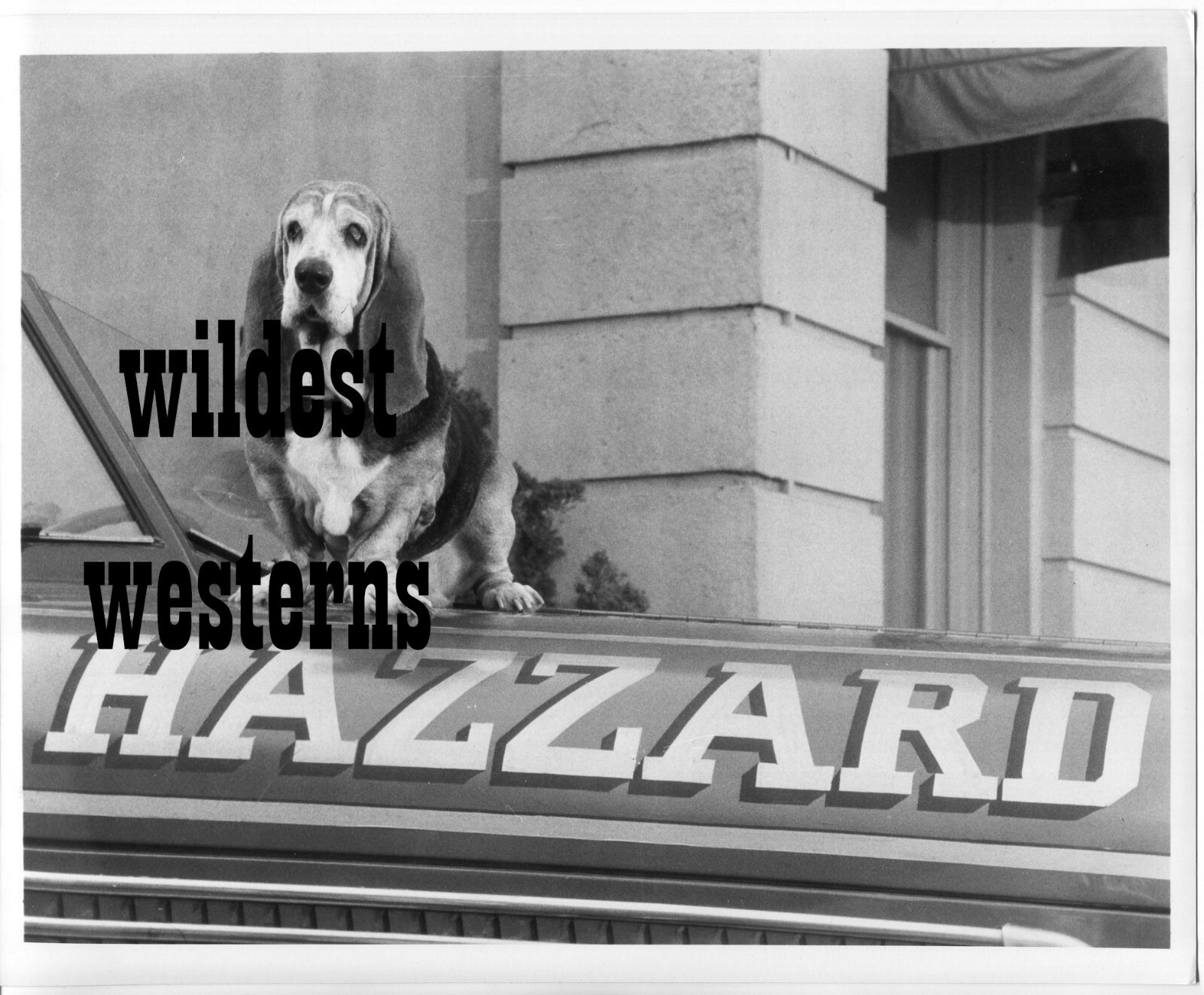 FLASH of DUKES OF HAZZARD Vintage ORIGINAL photo RARE Cute Basset Hound ...