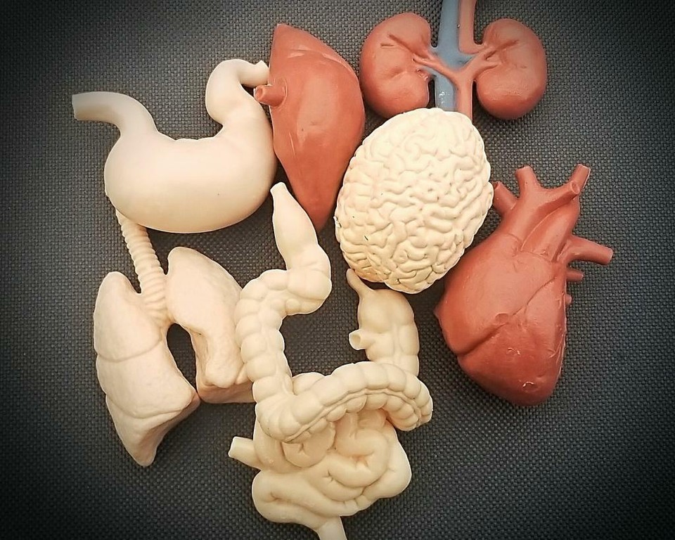Human Organ Set with Real Biohazard Bag, Mini Organs, Medical Oddities ...