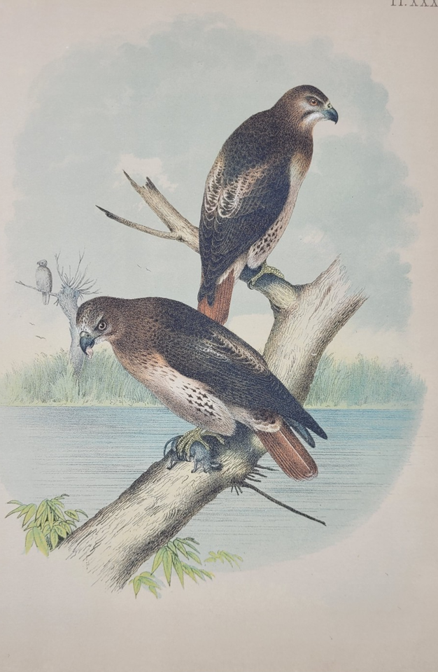 Red-Tailed Hawk – 1878 Theodore Jasper Bird Print – Chromolithograph | eBay