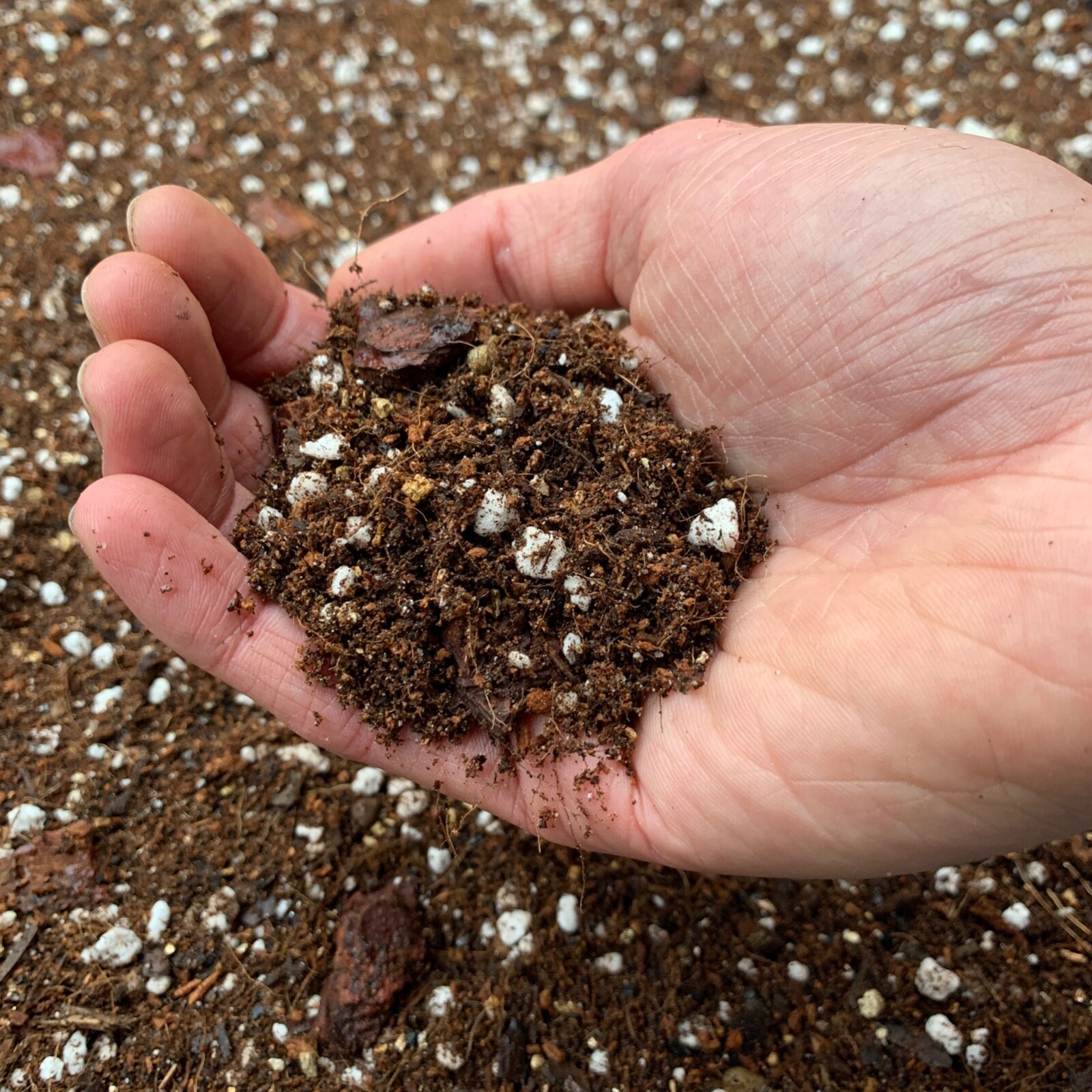 YUCCA Soil Mix (Pest-Free Repotting Compost Spineless Yukka ...