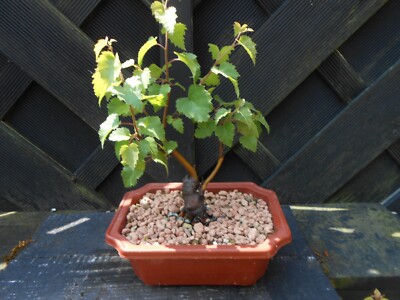 BONSAI SILVER BIRCH - GREAT SHAPE - STUMPY TRUNK - LOTS OF NEW GROWTH ...