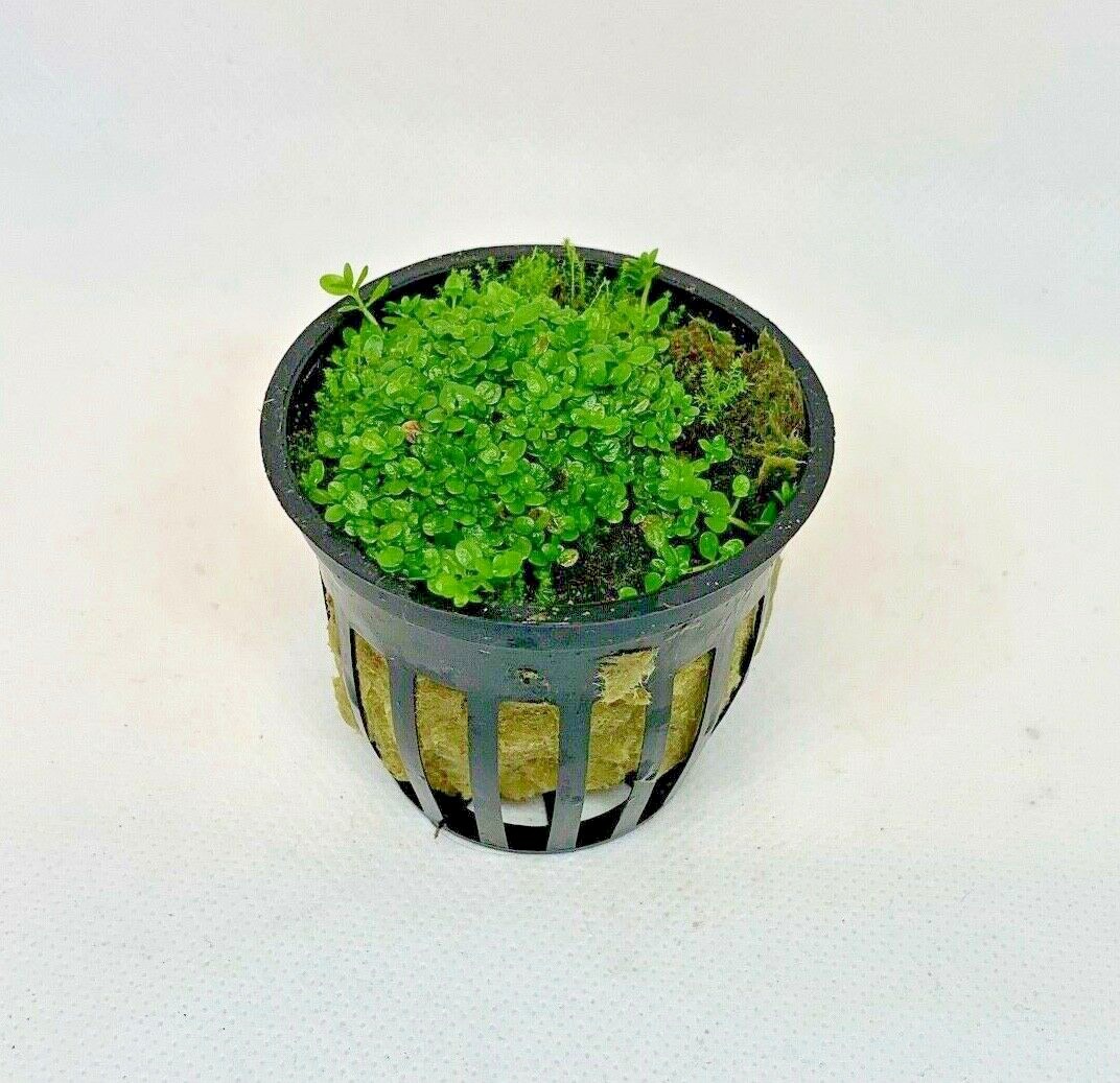 Dwarf Baby Tears Carpet