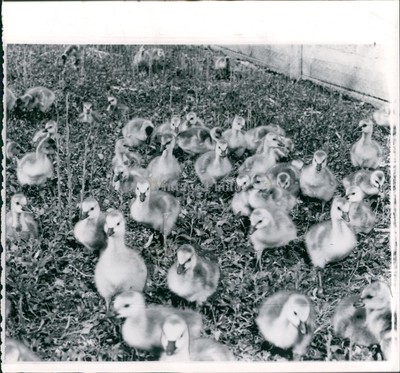 1968 Finley Game Farm Kennewick Operation Mother Goose Press Photo 8X8 ...