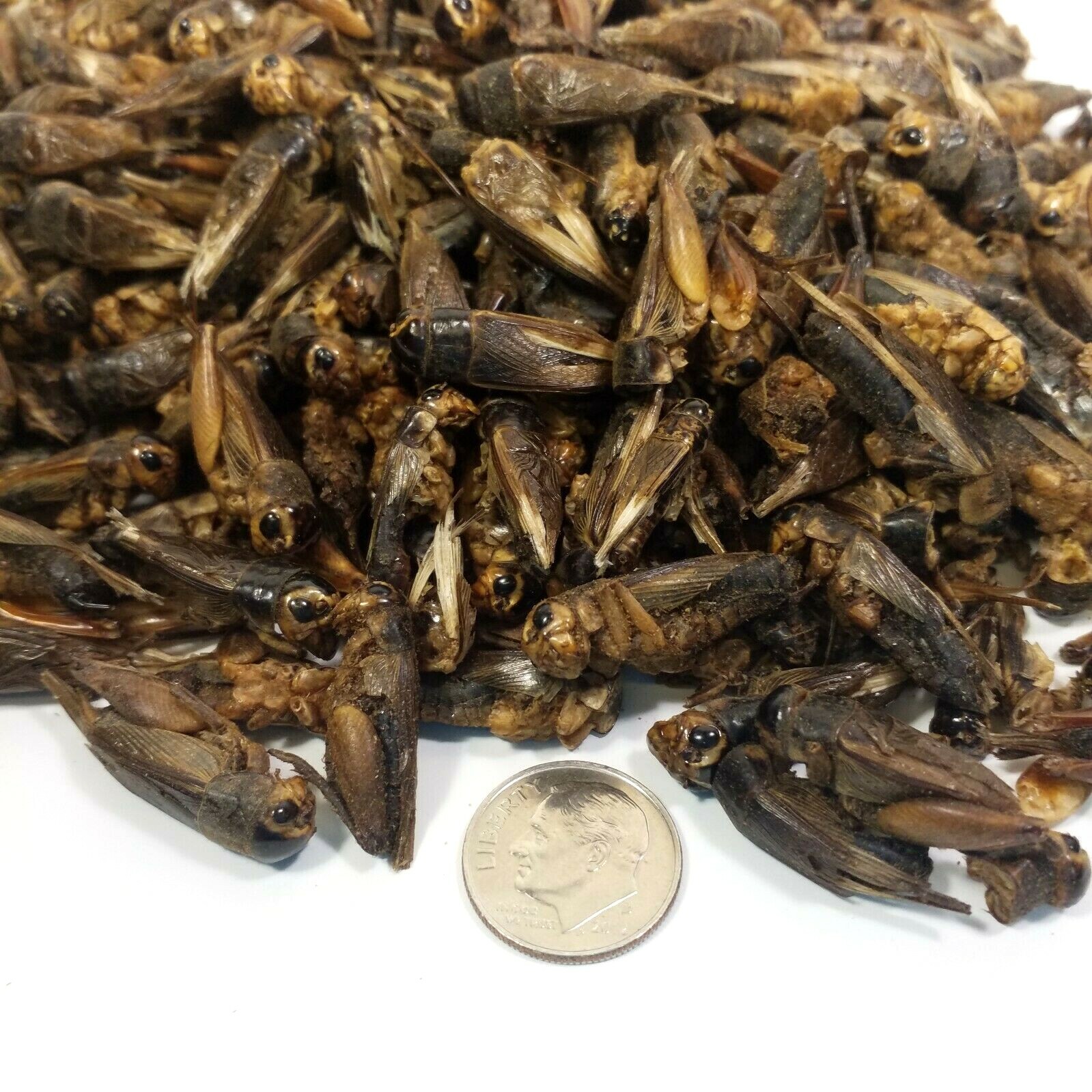 Freeze Dried Crickets or Cricket BITS & PIECES for Large Fish, Reptiles ...