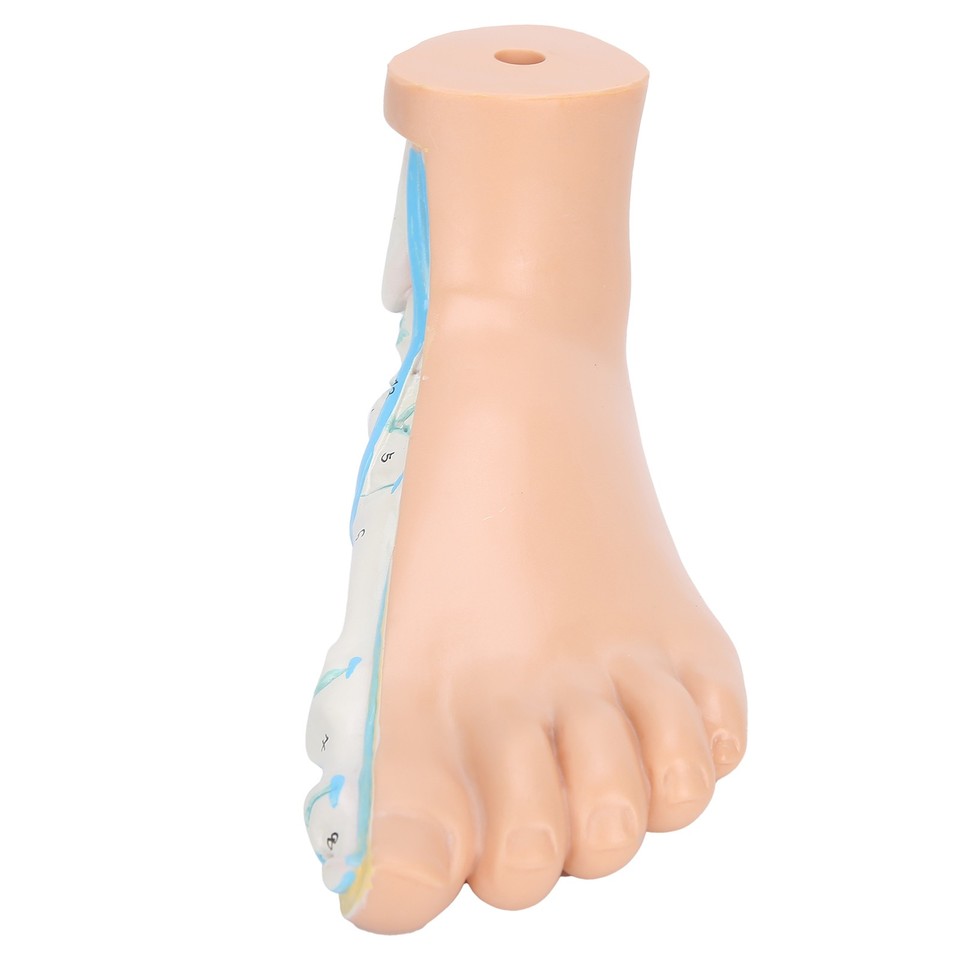 Normal Foot Human Foot Model Adults Lifesize Teaching Research Muscle ...