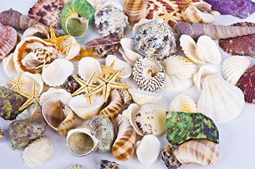 Famoby Sea Shells Mixed Beach Seashells Starfish for Beach Theme Party ...