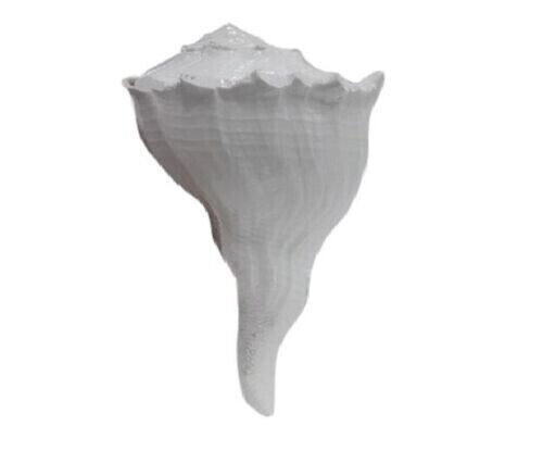 Devine Pooja Vamavarti Shankh Conch Shell Rare Natural Hindu God Item 3 ...