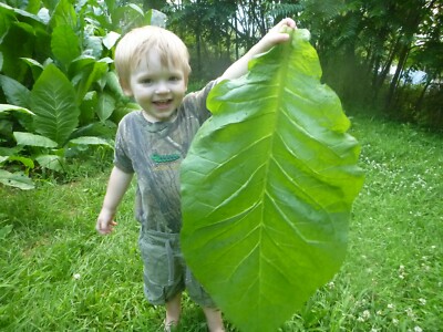 Golden Burley Heirloom Tobacco Seed - 1,000+ Seeds - HUGE YIELDS! | eBay