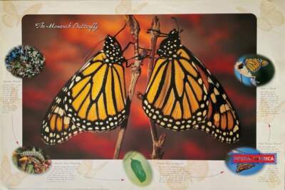 The Monarch Butterfly Vintage Poster 24 X 36 The Life Stage of The ...