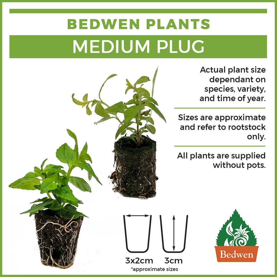 Cucumber 'Minicrisp'. Plug Plant x 4. Grow your own mini snack ...