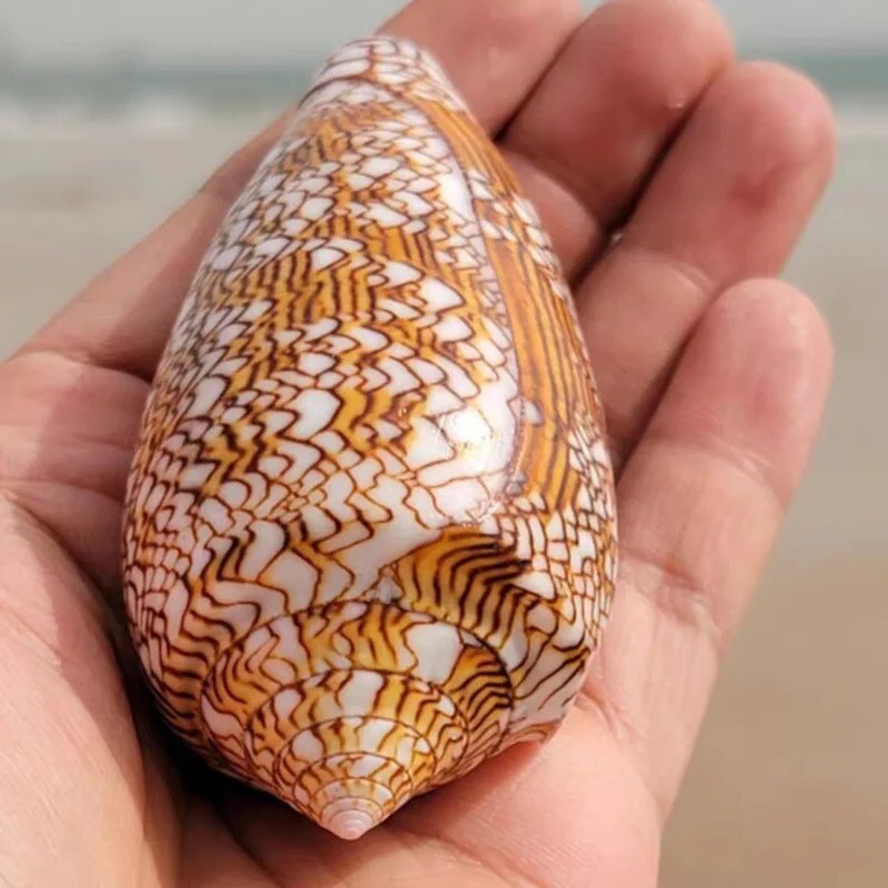 2 Large Conus Textile Cowrie Cone Natural Seashell Rare Real Beach Home ...