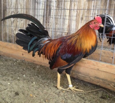 14- 5k Sweater 🔥 Gamefowl Game Chicken Hatching Eggs | eBay