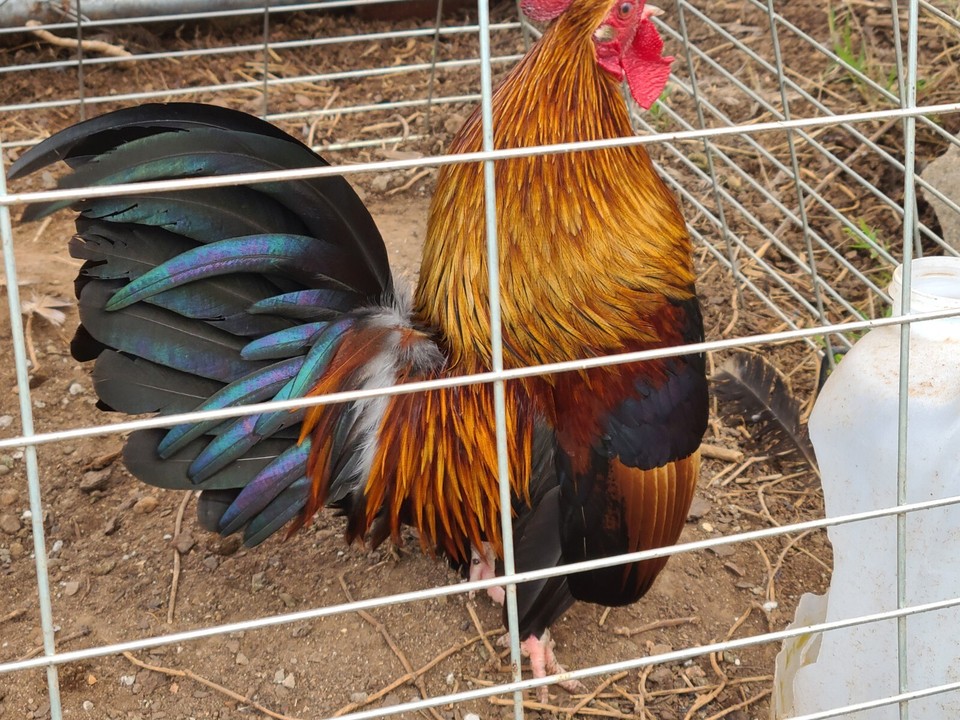 MINI SERAMA CHICKEN ALIVE | eBay