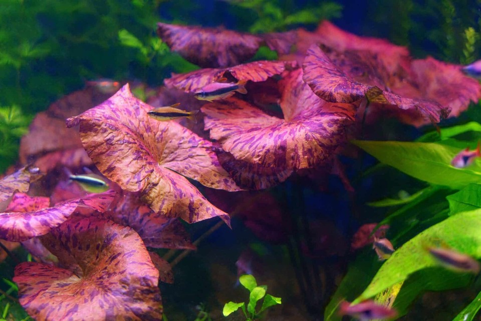 Red Tiger Lotus Bulb Nymphaea Live Aquarium Plant Tropical Lily Fry ...