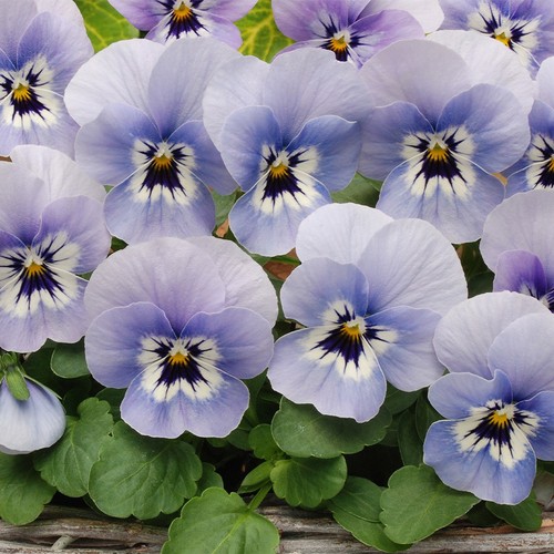 40 Winter Flowering Viola F1 Select Marina Bedding Patio Plug plants ...