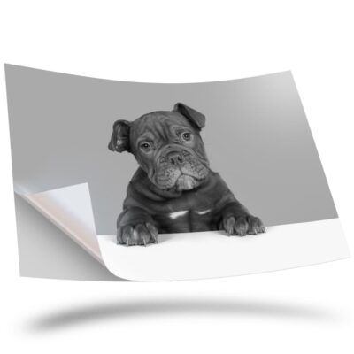 1 x Vinyl Sticker A1 - BW - Cute Old English Bulldog Puppy Dog #42763 ...