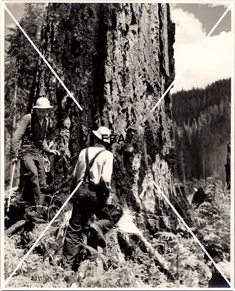 VTG OOAK Photo Loggers Large Chainsaw Huge Tree Lumberjack Forestry ...