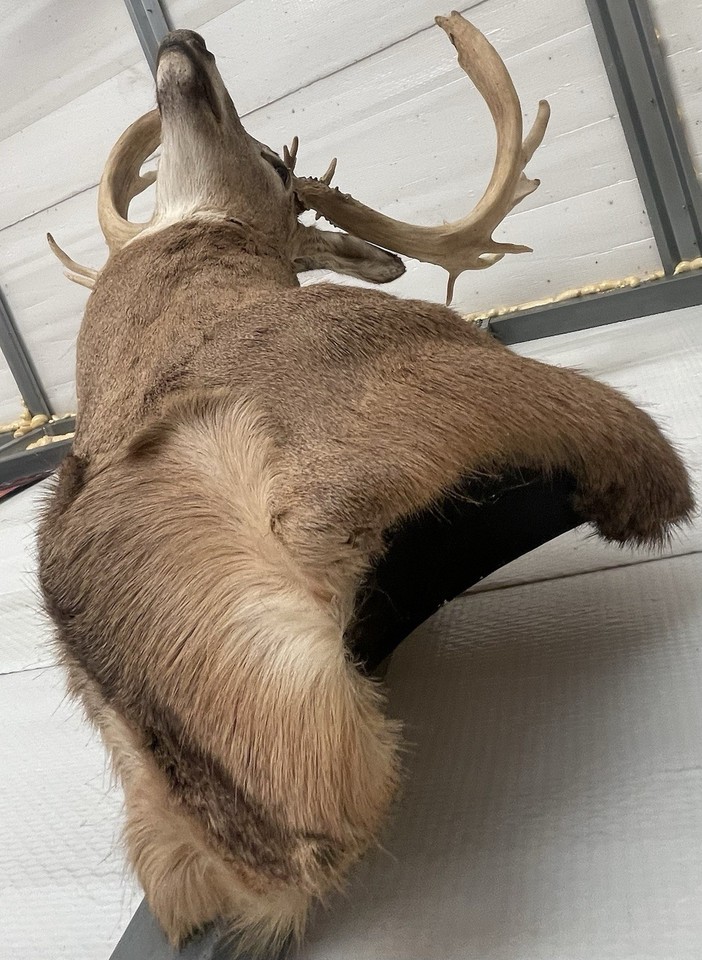 Deer Taxidermy Shoulder Mount For Sale 31-Point Stud Trophy Room Man ...
