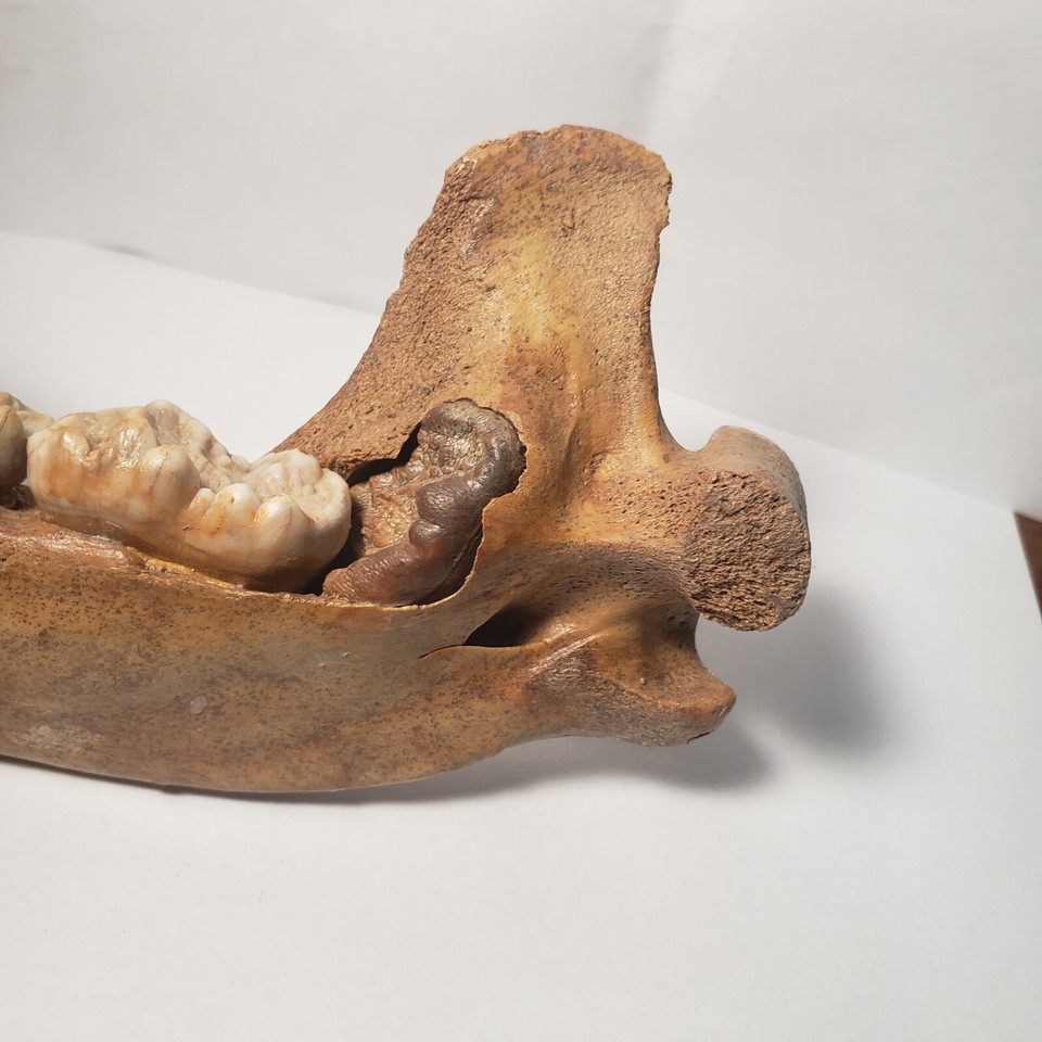 Extinct Fossil Juvenile Cave Bear Jaw Ice Age Pleistocene over 11,000 years old | eBay